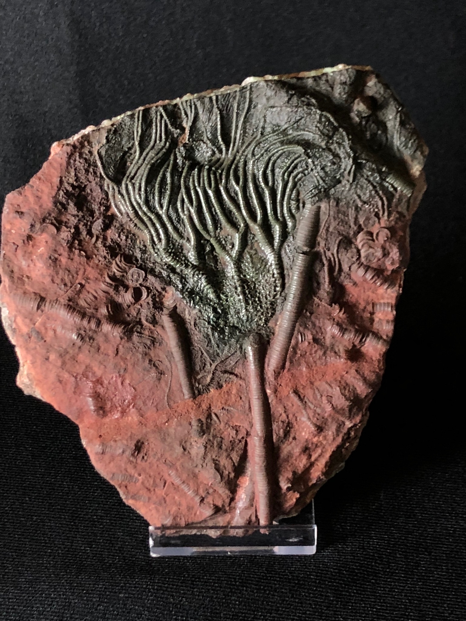Nature's Reflection - HGMS - Houston Gem & Mineral Society